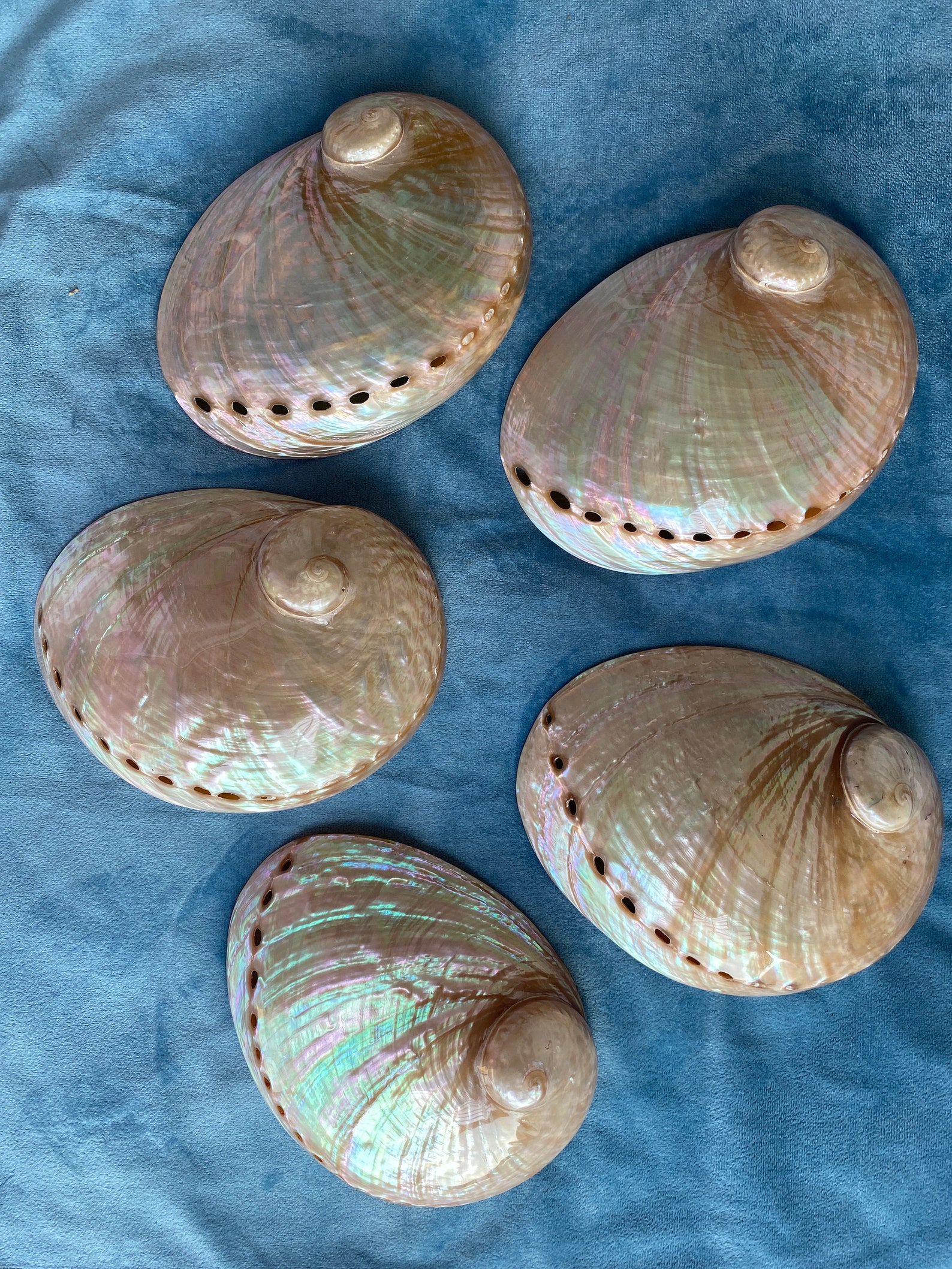 Polished White Abalone Shell, Coastal Table Decor, Smudge Bowl (5 Inch ...