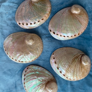 Polished White Abalone Shell 5inch/ 13cm, Seashell, Coastal Decoration ...