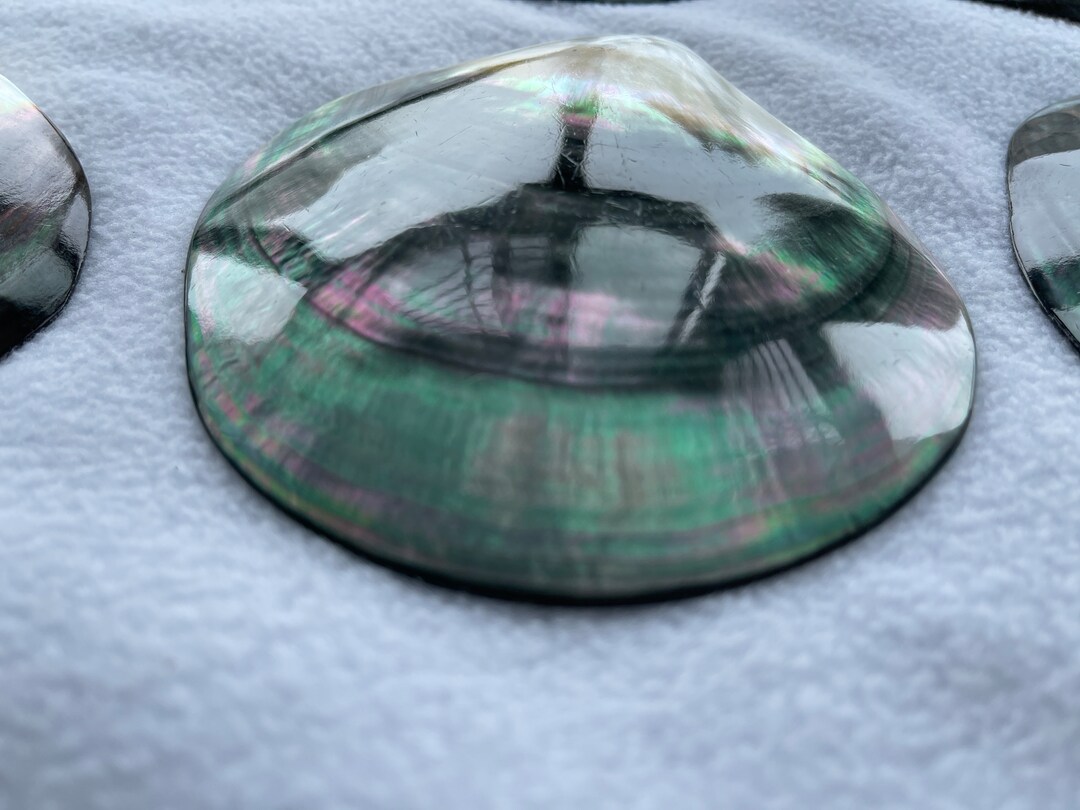 AAA, 3.5inch / 9cm, Gold / Black Mother of Pearl Shell Natural Cut, MOP ...