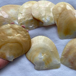 AAA, 3.5inch / 9cm+, Gold / Black Mother of Pearl Shell Natural Cut ...