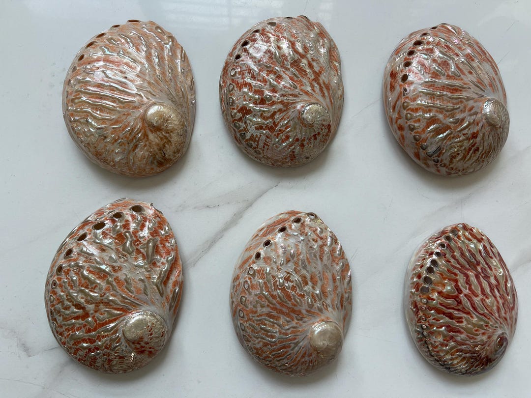 Polished Red Abalone Shell 4.3inch+ /11cm+, Seashell, Coastal Decoration, Table Decor, Smudge ...