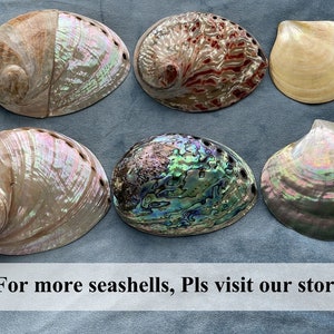 Polished White Abalone Shell 5inch/ 13cm, Seashell, Coastal Decoration ...
