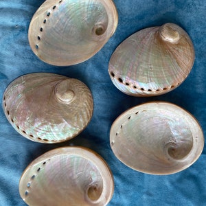 Polished White Abalone Shell 5inch/ 13cm, Seashell, Coastal Decoration ...