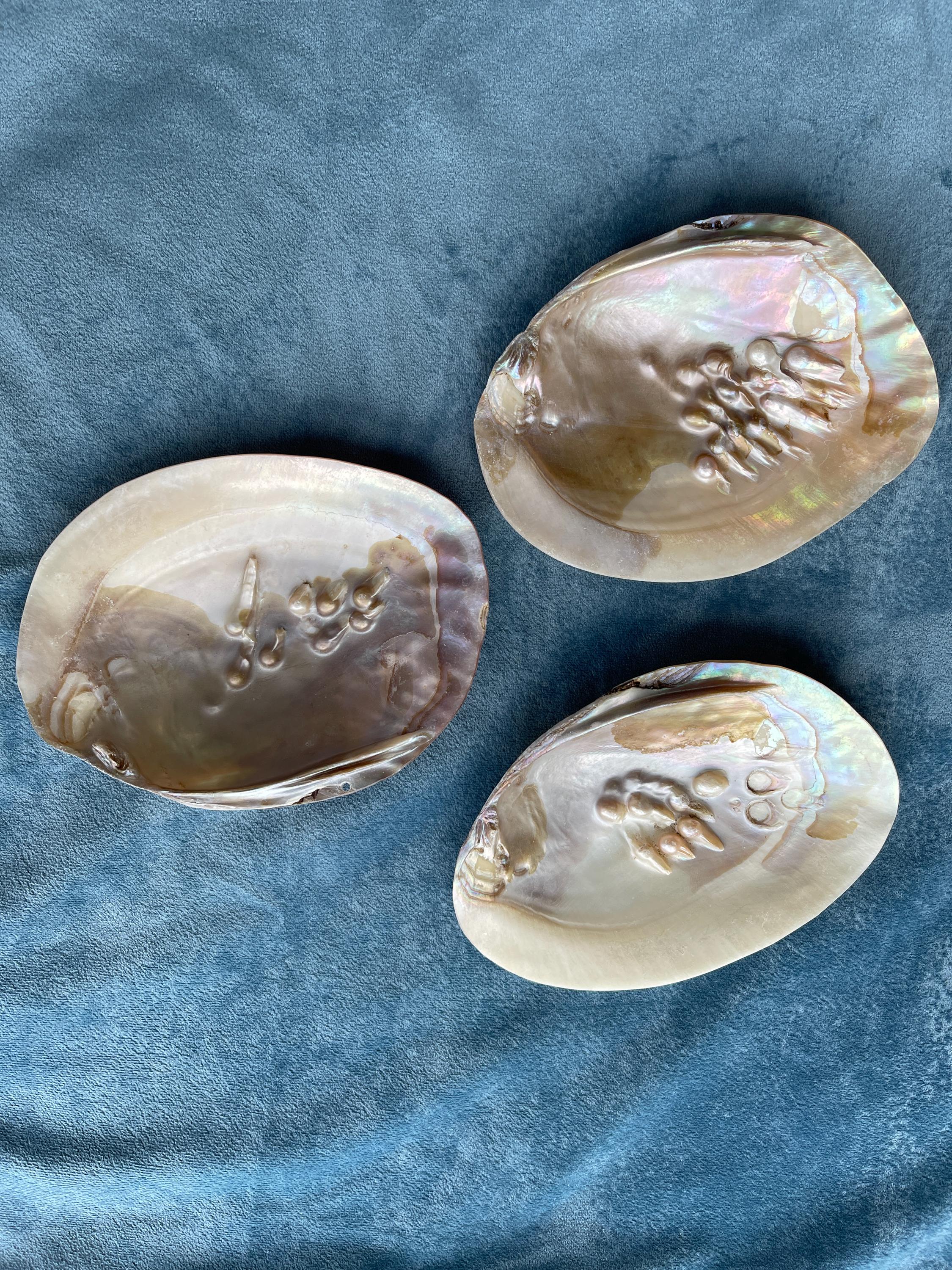 Mother of Pearl Shell With Freshwater Pearls (5 Inch/13cm+), E084 ...