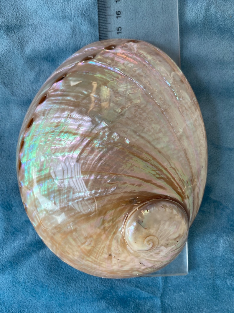 Polished White Abalone Shell, Coastal Table Decor, Smudge Bowl (5 Inch ...