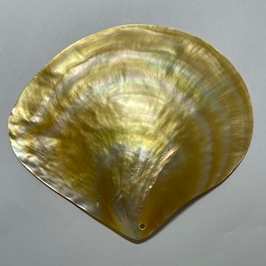 AAA, 3.5inch / 9cm+, Gold / Black Mother of Pearl Shell Natural Cut ...