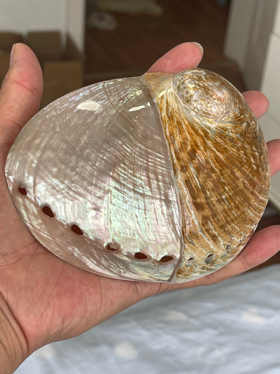 Polished Abalone Shell, 5inch/13cm+, Half White Half Original Color ...