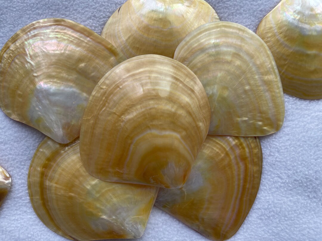 AAA 3.5inch/9cm+ Gold Mother of Pearl Shell Natural Cut, Yellow Shell ...