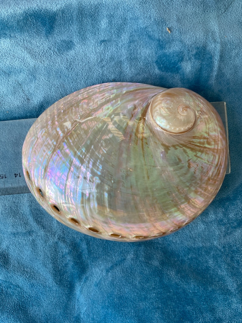 Polished White Abalone Shell, Coastal Table Decor, Smudge Bowl (5 Inch ...