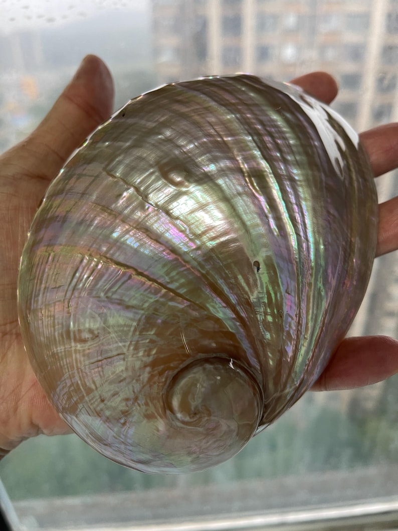 Polished White Abalone Shell, Coastal Table Decor, Smudge Bowl (5 Inch ...