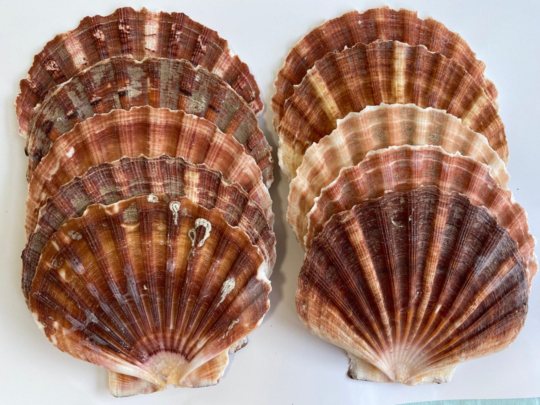 5 Pieces 4.3inch/11cm Natural Red White Sunrise Seashell Scallop, E270 ...