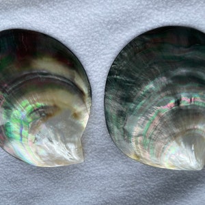 AAA, 3.5inch / 9cm+, Gold / Black Mother of Pearl Shell Natural Cut ...