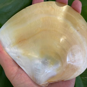 AAA, 3.5inch / 9cm+, Gold / Black Mother of Pearl Shell Natural Cut ...
