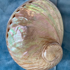Polished White Abalone Shell 5inch/ 13cm, Seashell, Coastal Decoration ...