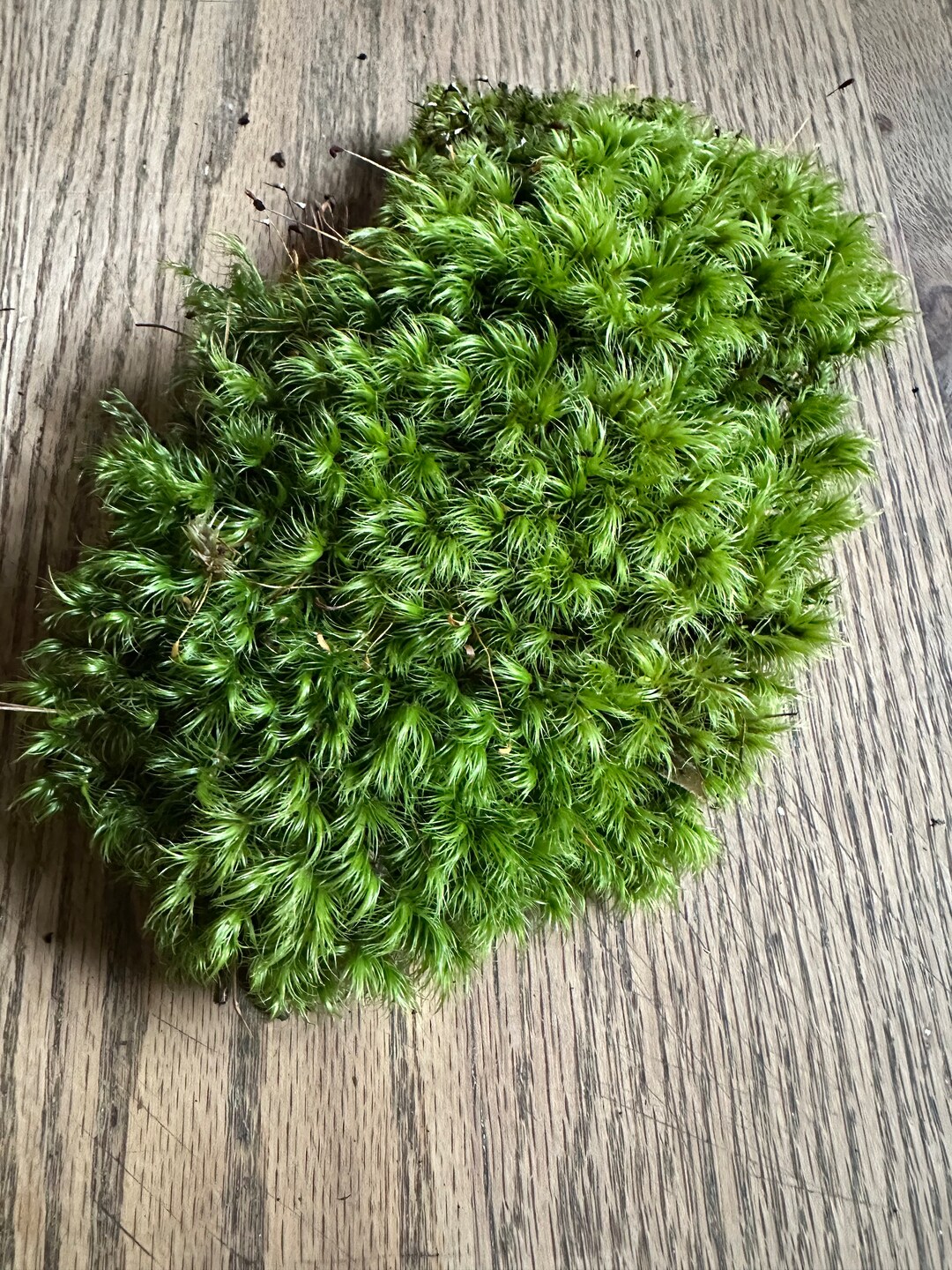 BROOM FORK MOSS - Etsy
