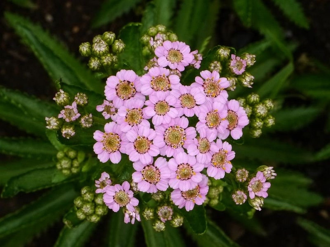 LOVE PARADE YARROW Plant 4” Pot - Etsy