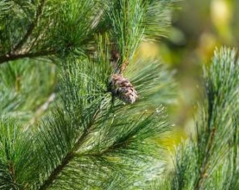 Pinus Strobus 'blue Shag' Eastern White Pine Live Plant 1 Gallon Pot - Etsy