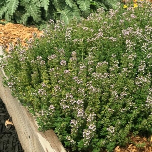 Creeping Thyme - Etsy