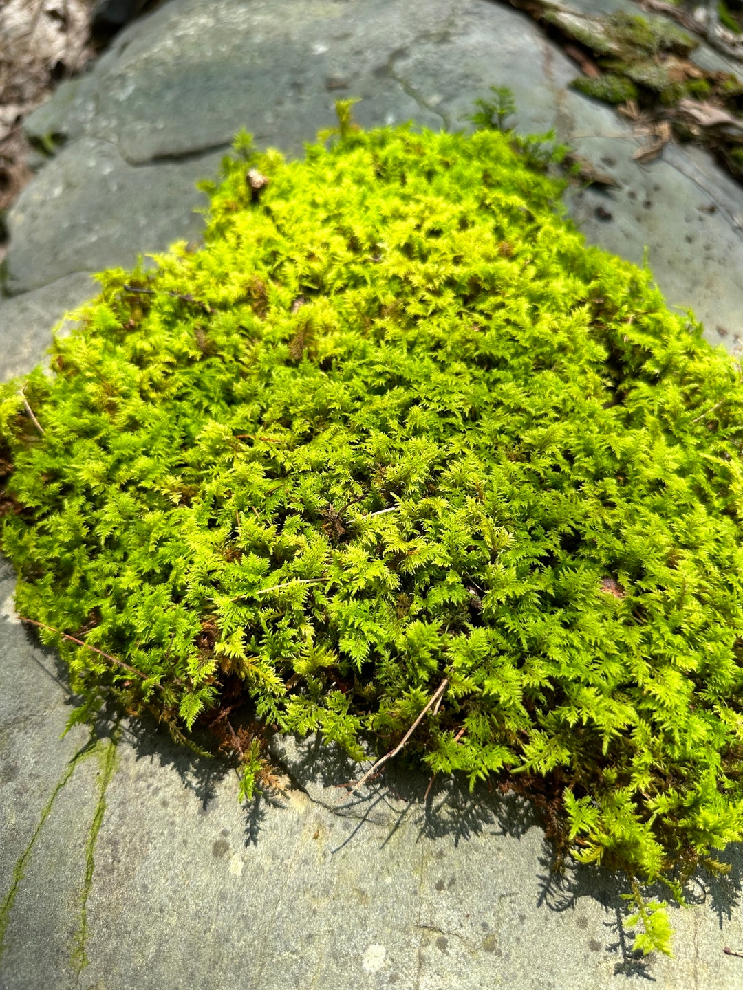 DELICATE FERN MOSS - Etsy