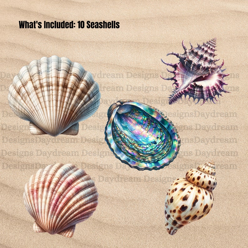 Watercolor Seashell Clipart Collection | 10 PNG Transparent Clipart ...