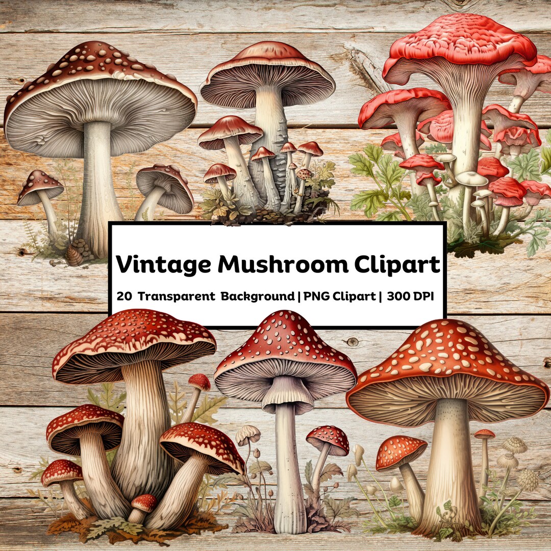 Vintage Mushroom Art, Retro Mushroom Clipart, 20 Colorful Clipart With ...