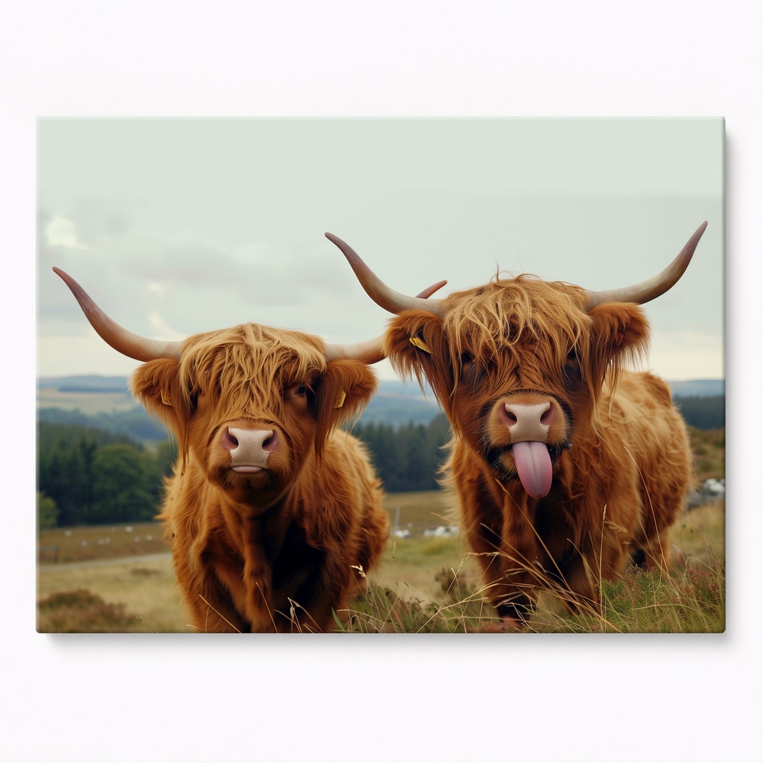 Highland Cows, Funny Cows Canvas, Funny Animals, Farmhouse Canvas Print ...