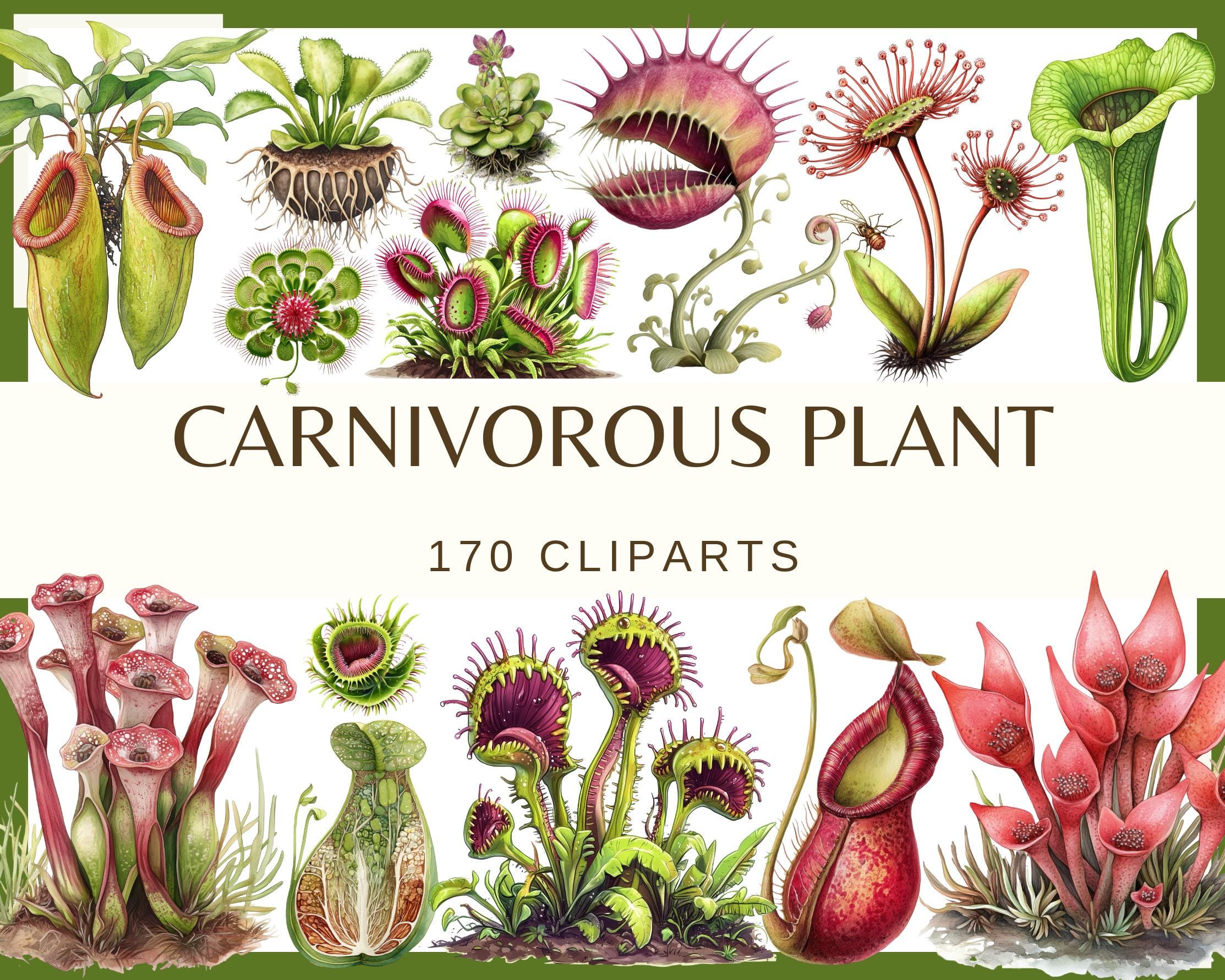 Carnivorous Plant Clipart: Venus Flytrap, Pitcher Plant (digital ...
