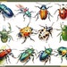 Watercolor Insect Clipart: 100 Bug Graphics (PNG) - Etsy