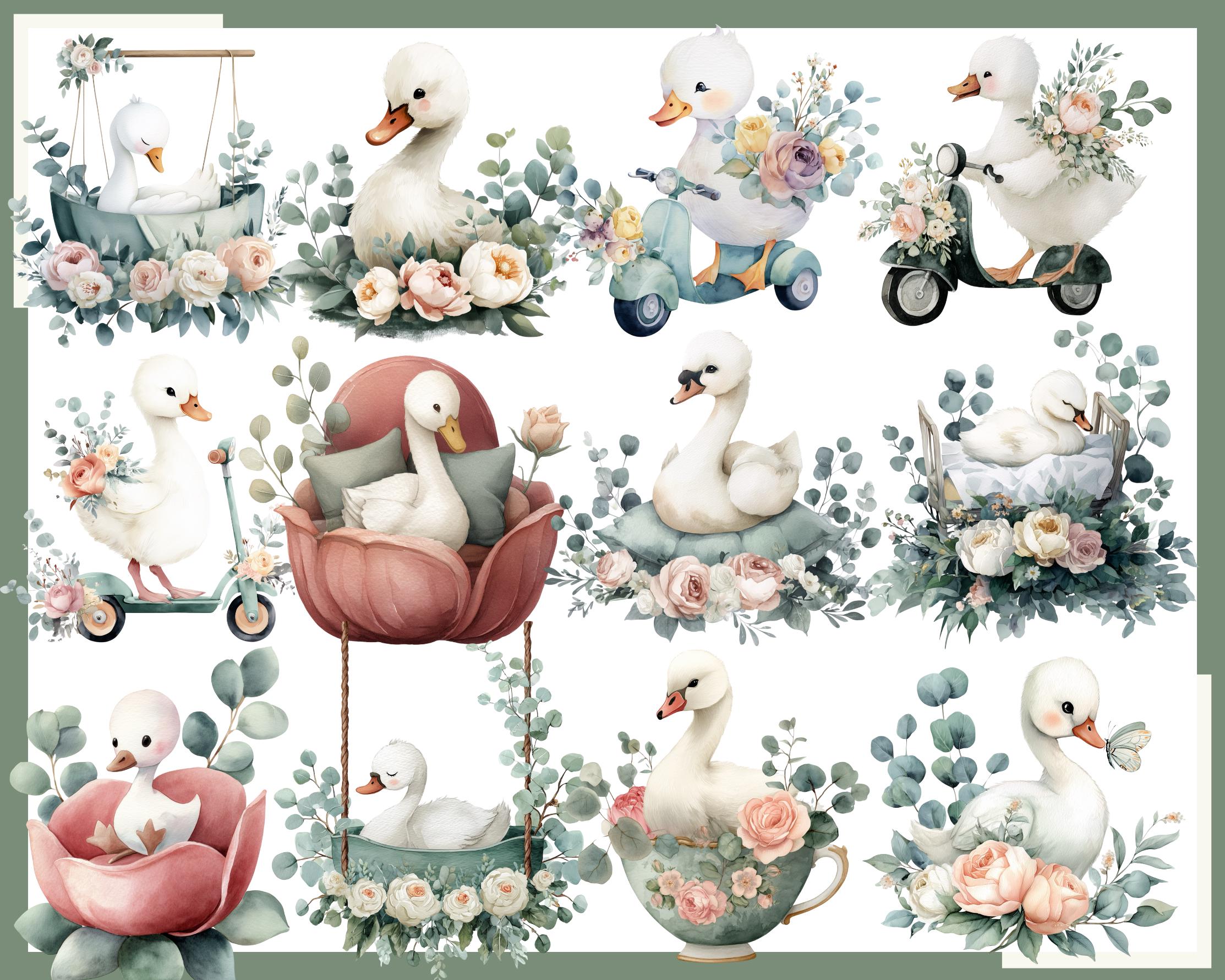 Watercolor Baby Swan Clipart | 110 PNG Images 300 DPI (blush Pink Roses ...