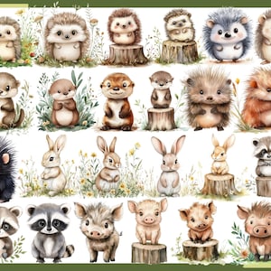 Summer Woodland Clipart: 250 Forest Animal Graphics (digital Download ...