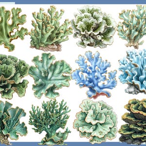 Coral: 190 PNG, 300 DPI Clipart Sea Anemone Life Marine (commercial Use ...
