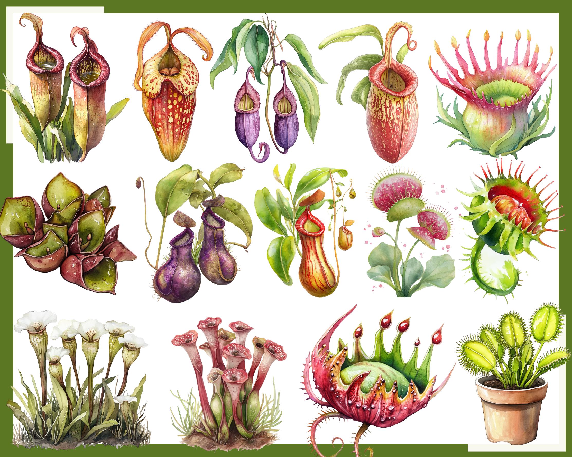 Carnivorous Plant Clipart: Venus Flytrap, Pitcher Plant (digital ...