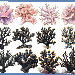 Coral: 190 PNG, 300 DPI Clipart Sea Anemone Life Marine (commercial Use ...