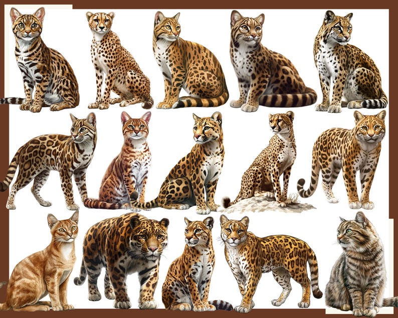 Wild Cats Clip Art: 110 PNG Images (300 Dpi) - Etsy
