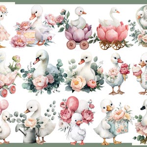 Watercolor Baby Swan Clipart | 110 PNG Images 300 DPI (blush Pink Roses ...