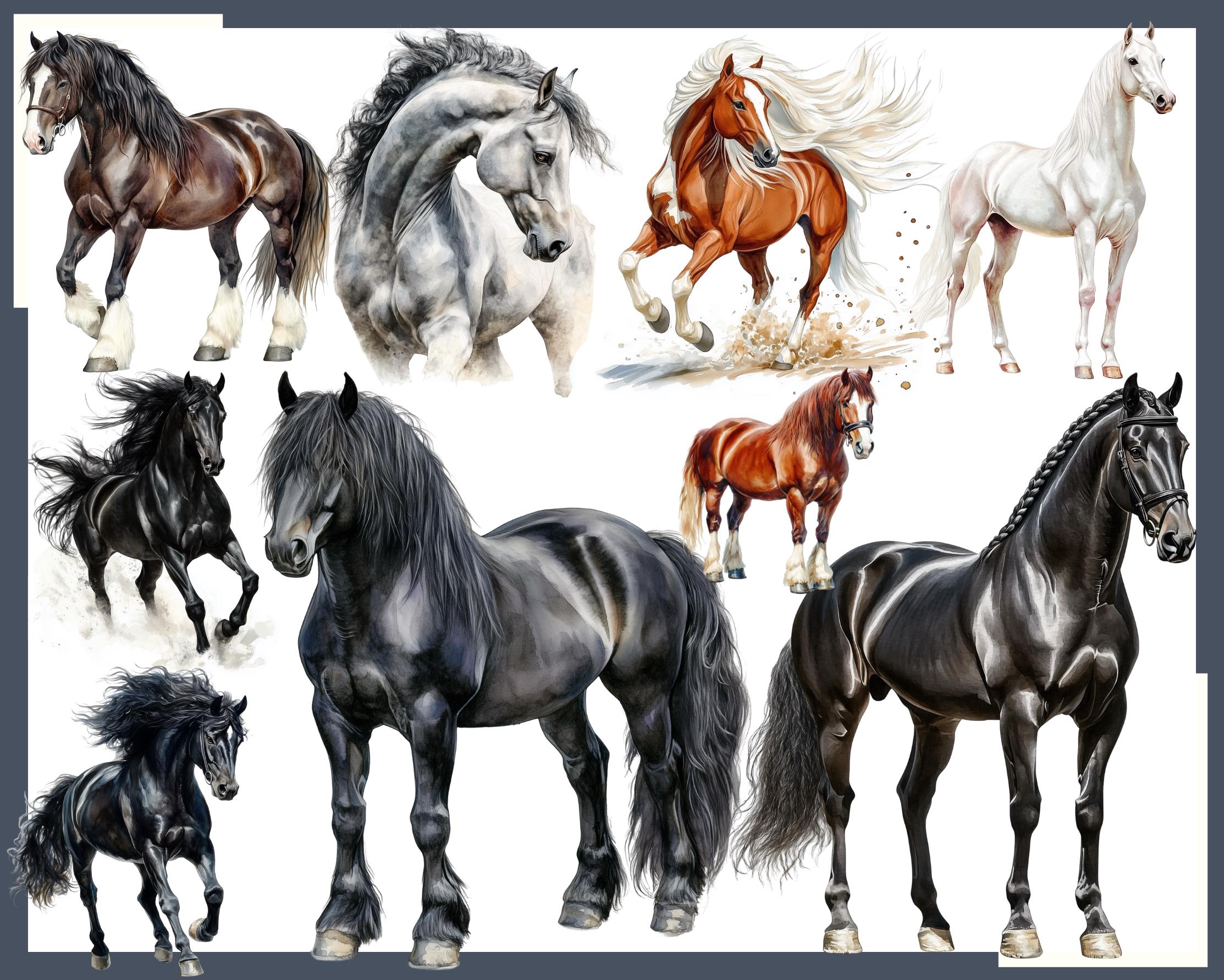 Horse: 110 PNG, 300 DPI Clipart Animal Equestrian Art Pony and Stallion ...