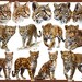Wild Cats Clip Art: 110 PNG Images (300 Dpi) - Etsy