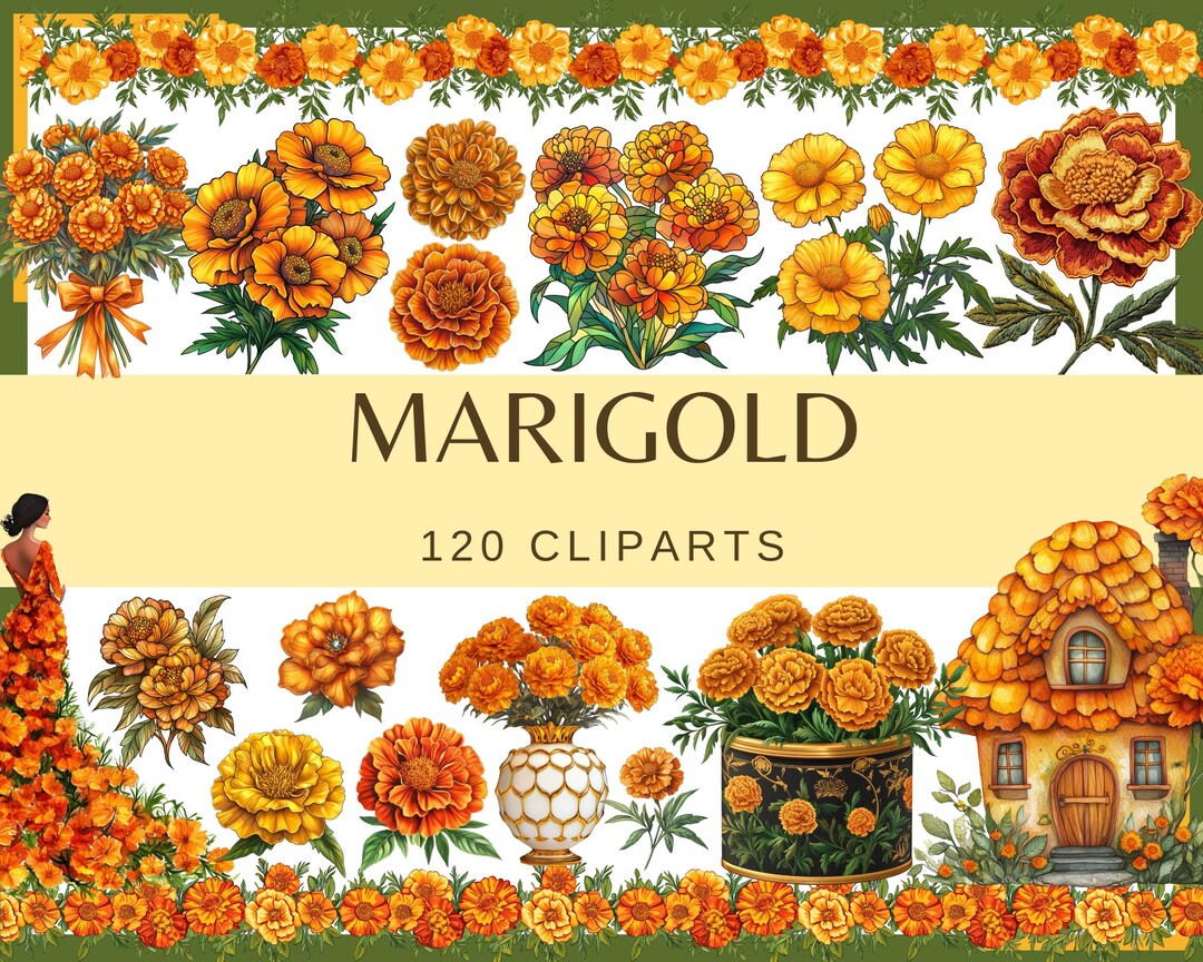Marigold Clipart Bundle: Watercolor Floral Graphics (120 PNG) - Etsy