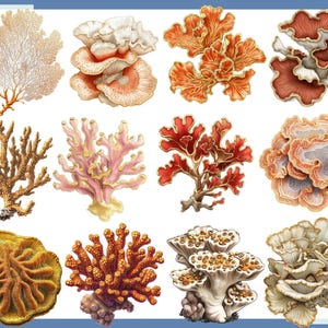 Coral: 190 PNG, 300 DPI Clipart Sea Anemone Life Marine (commercial Use ...