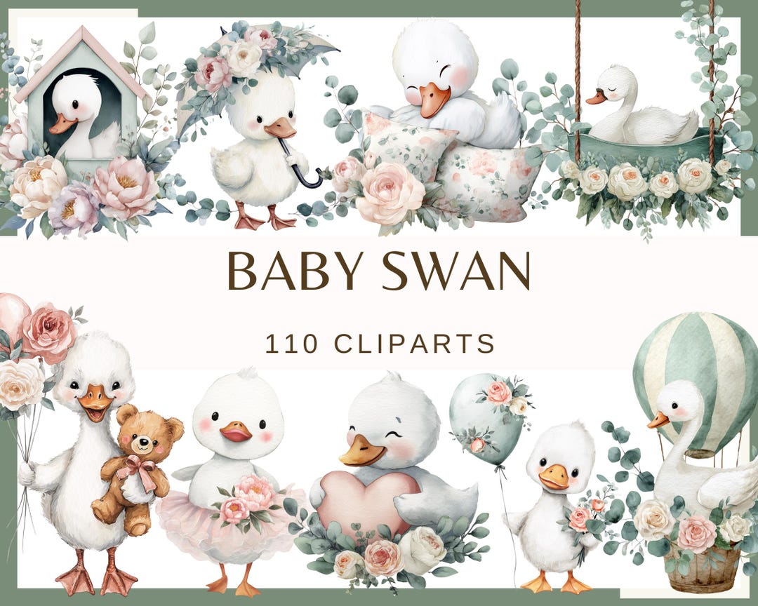 Watercolor Baby Swan Clipart | 110 PNG Images 300 DPI (blush Pink Roses ...