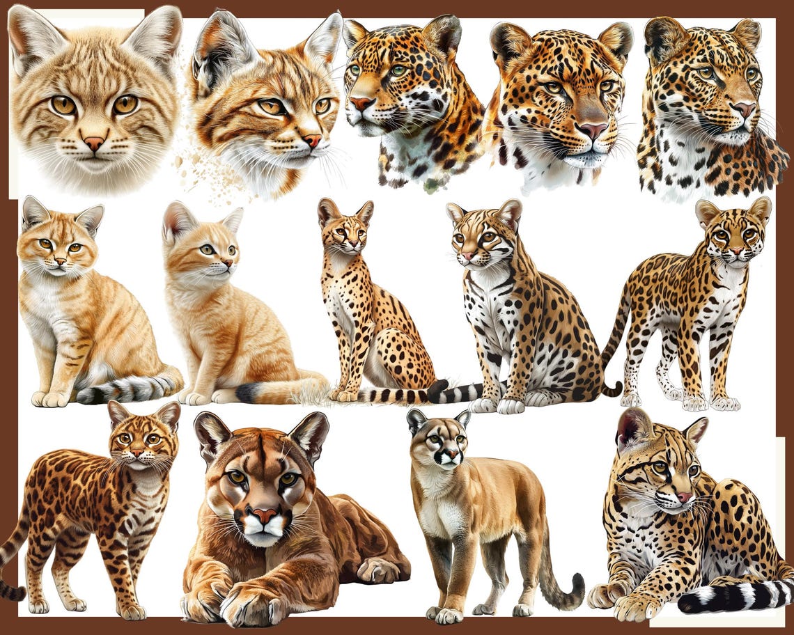 Wild Cats Clip Art: 110 PNG Images (300 Dpi) - Etsy