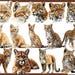 Wild Cats Clip Art: 110 PNG Images (300 Dpi) - Etsy