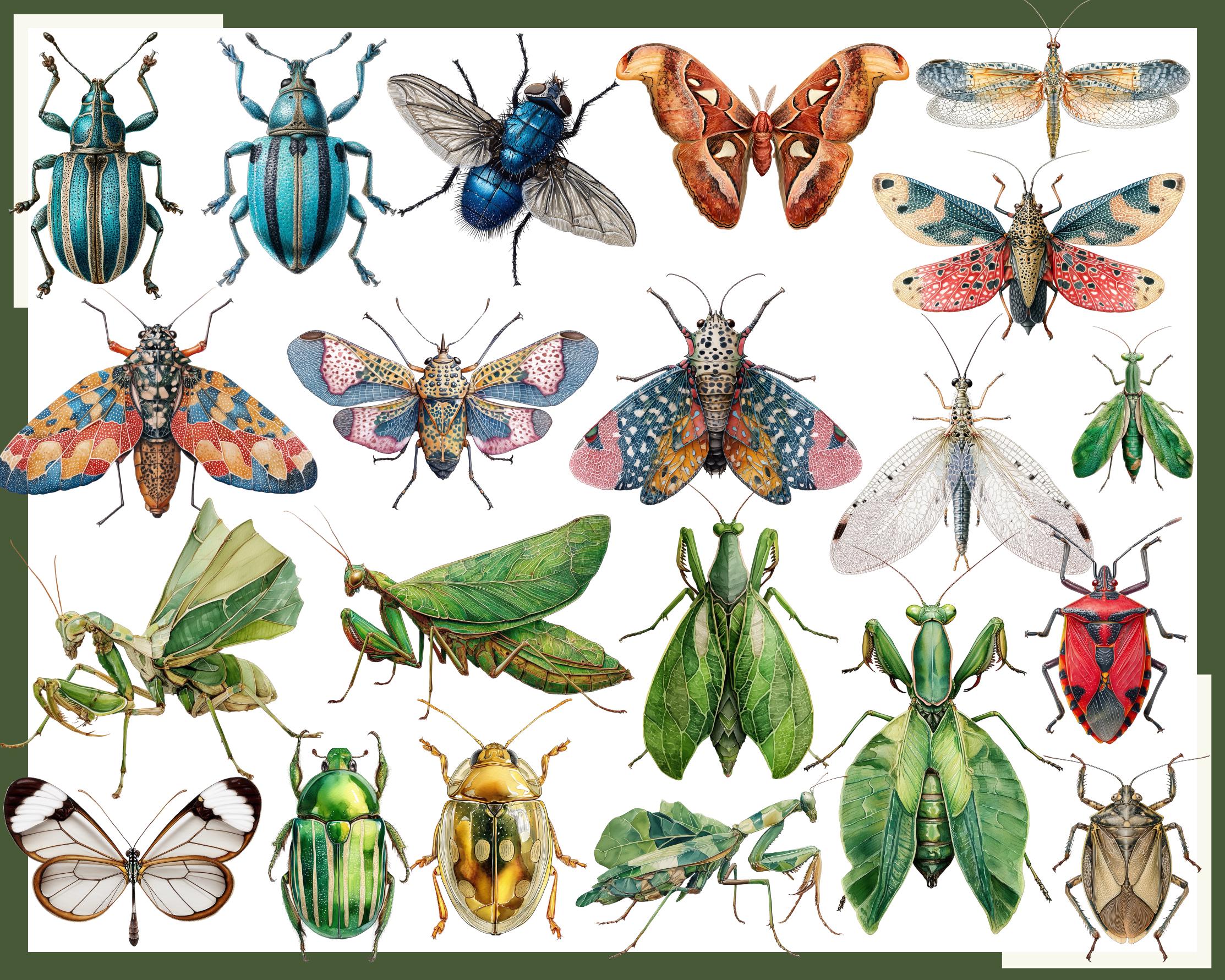 Insect Clipart: 160 Watercolor Bug Graphics (PNG) - Etsy