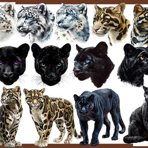 Wild Cats Clip Art: 110 PNG Images (300 Dpi) - Etsy