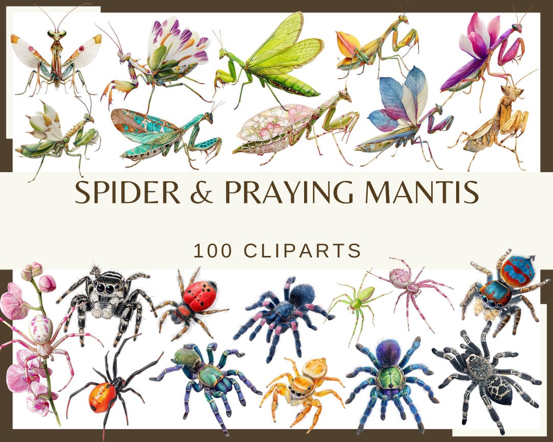 Spider & Praying Mantis Clipart: Watercolor Insect Graphics (100 PNG ...