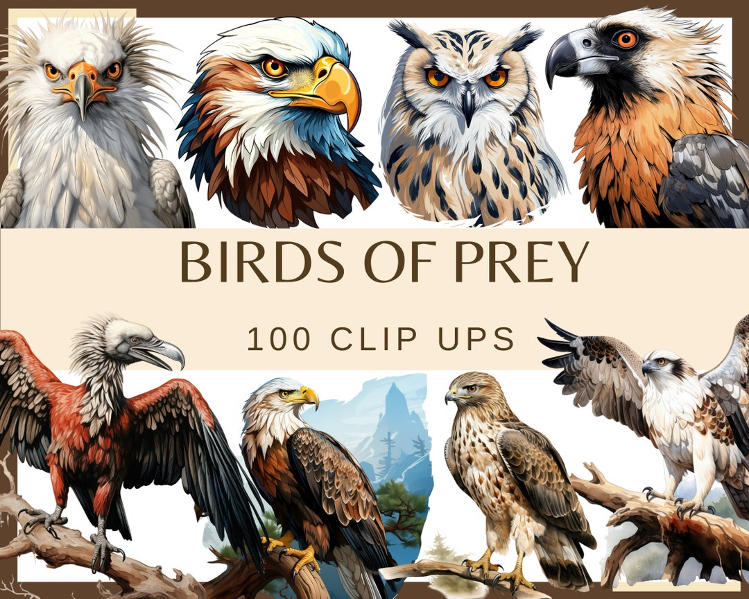 BIRDS OF PREY - 100 Clip Arts (300 Dpi, Eagle, Falcon, Owl, Condor ...
