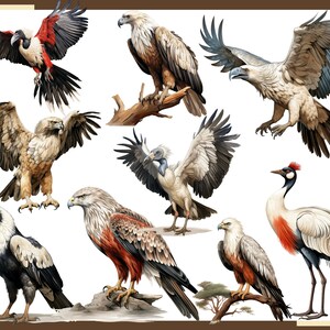BIRDS OF PREY 100 Clip Arts 300 Dpi, Eagle, Falcon, Owl, Condor, Hawk ...