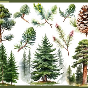 SPRUCE TREES - 80 Clip Arts (300 Dpi, Commercial Use, Bundle, Digital ...