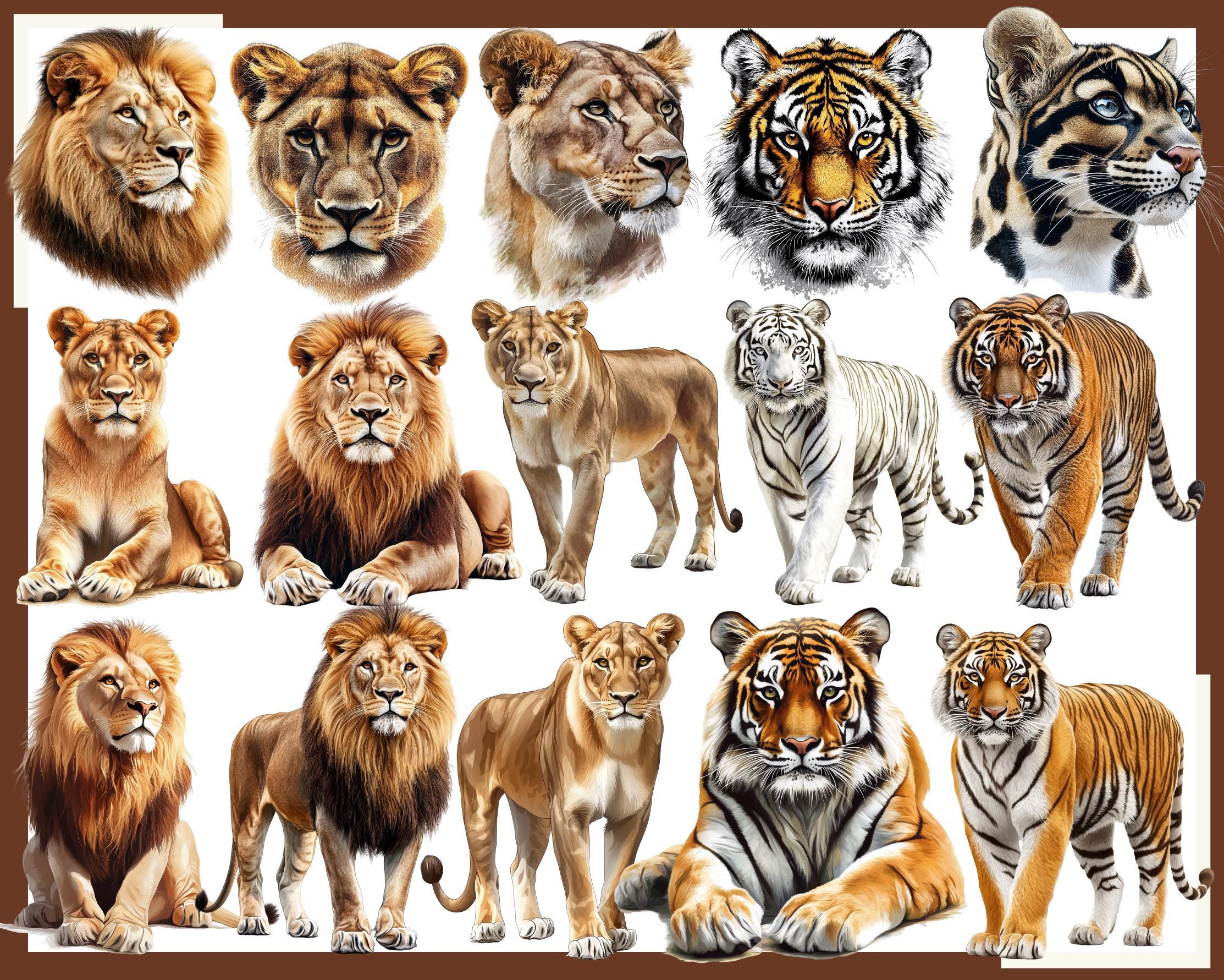 Wild Cats Clip Art: 110 PNG Images (300 Dpi) - Etsy