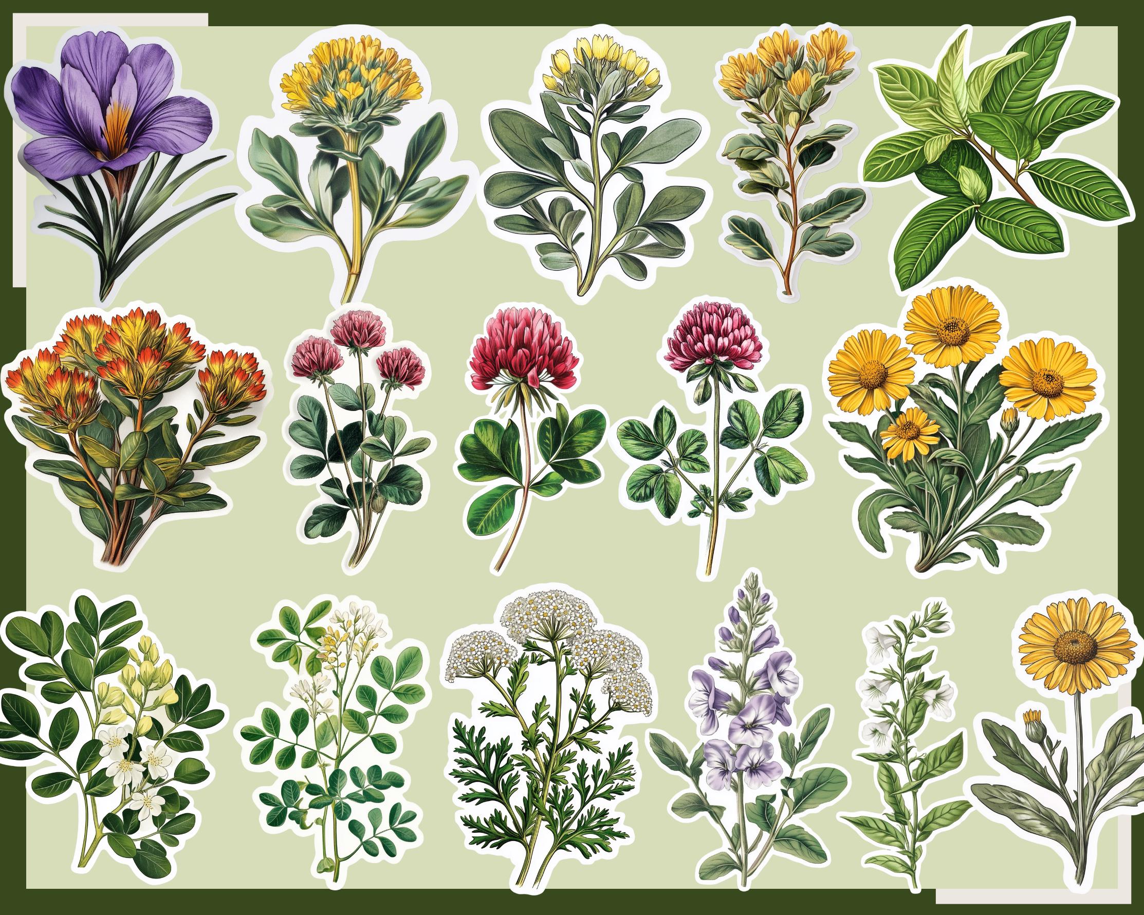 Watercolor Medicinal Herb Stickers: 140 Plant Clip Art (digital ...